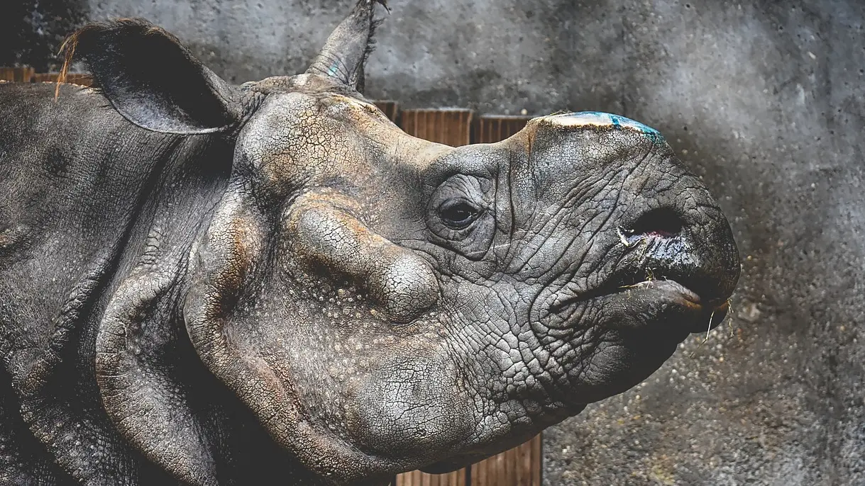 Tužne vesti iz Zoo vrta Noksvil: Eutanazirana Doli, najstariji nosorog u SAD